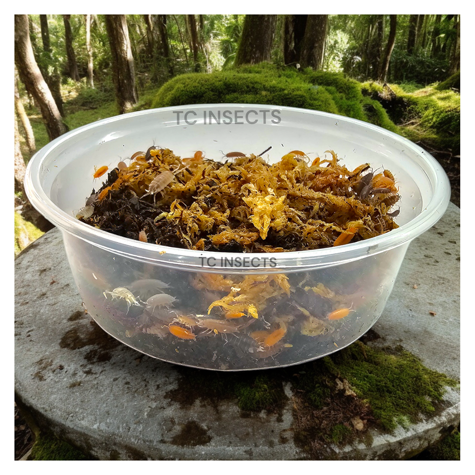 Combo Deal | 100+ Party Mix Isopods And 8oz Springtails | FREE SHIPPING ...