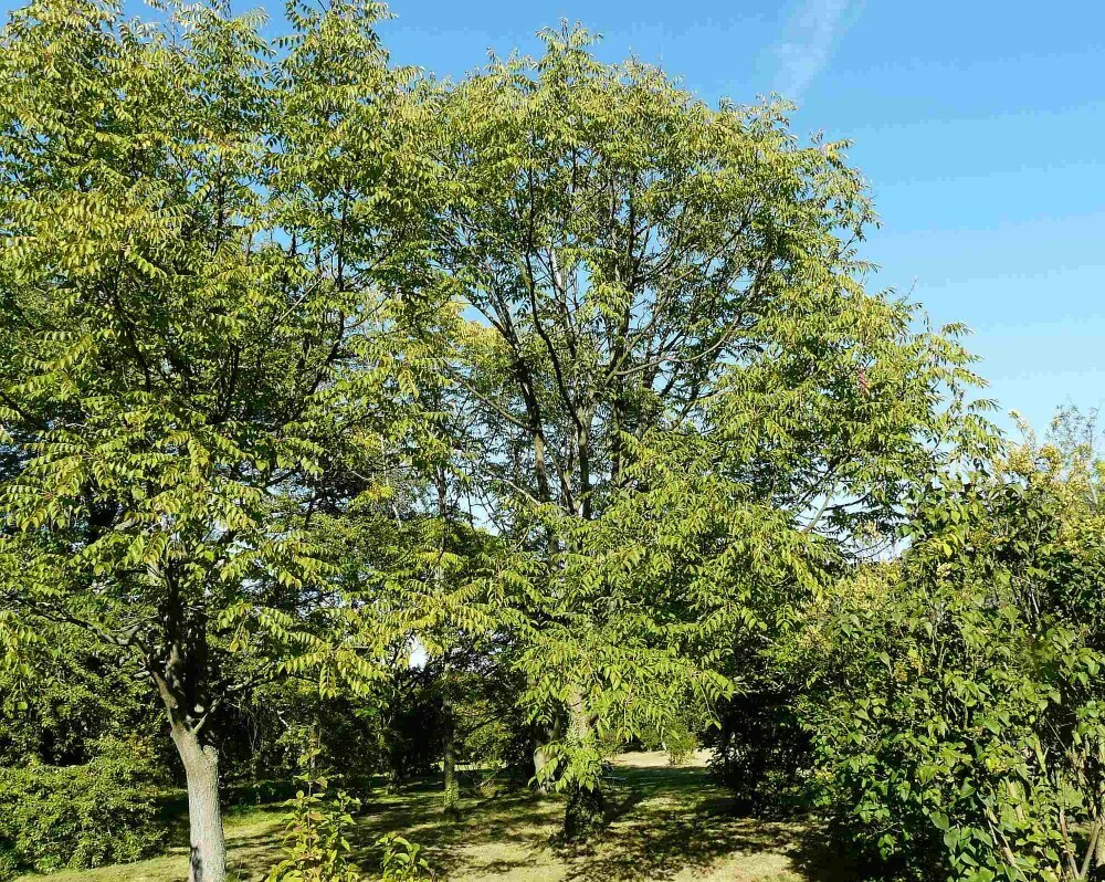 CHINESE LACQUER TREE Toxicodendron Vernicifluum - 5 SEEDS. FREE S&H | eBay