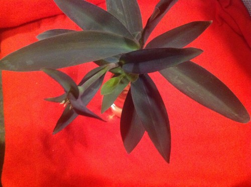 Tradescantia Pallida, ,Rotblatt,5 Ableger | eBay