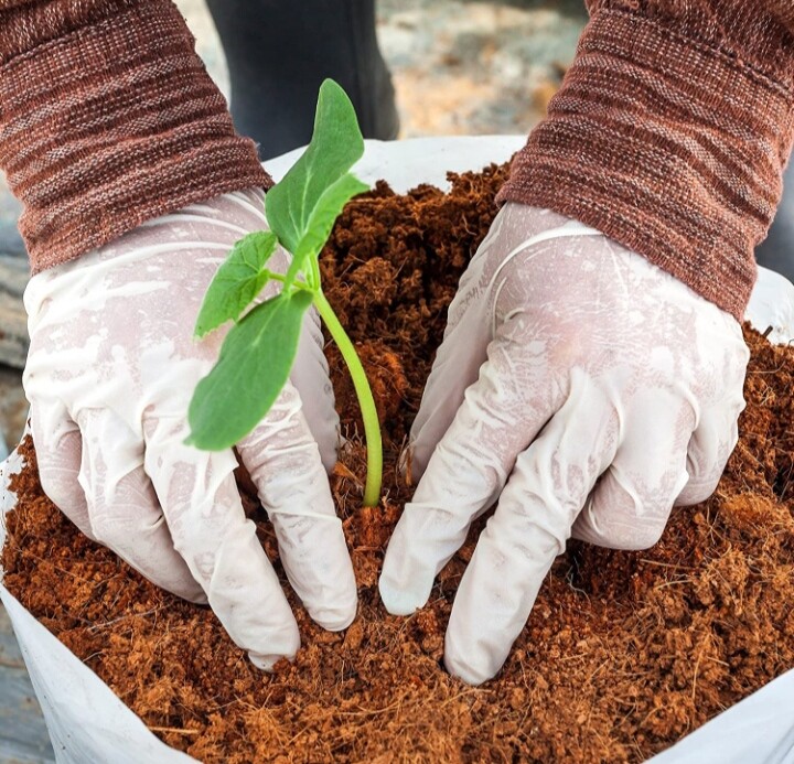 COCO COIR | COCO PEAT | 100% NATURAL ORGANIC COMPOST | HYDROPONIC ...