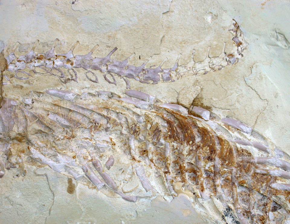 Perm Mesosaurus tenuidens Saurier in "Caramel"-Erhaltung Brasilien FL ...