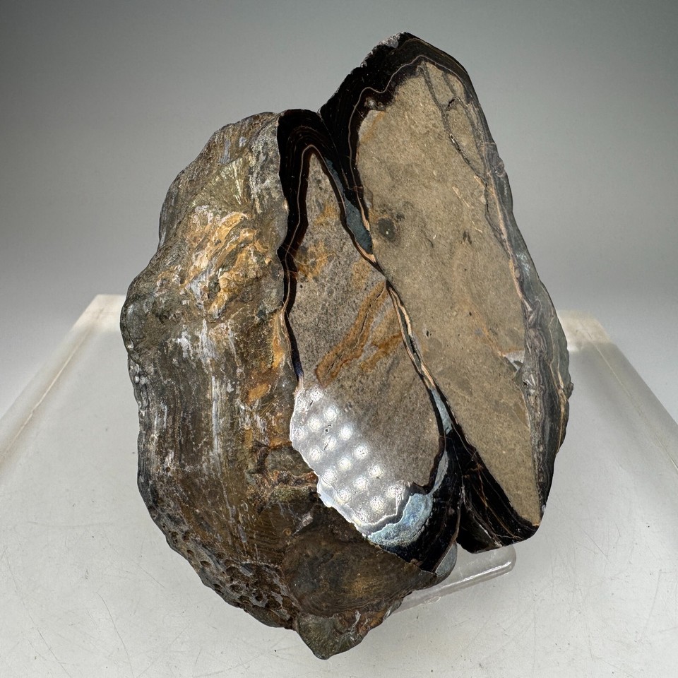 Large Polished Sphalerite, Galena, Marcasite Ore Sample: Pomorzany Mine ...