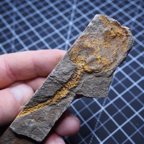 Starfish Carpoid Cystoid Fossil Morocco Echinoderms Ordovician 17 | eBay