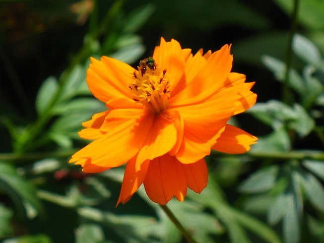 150 ORANGE SULPHUR COSMOS Klondike Sulphureus Seeds *Flat S/H | eBay