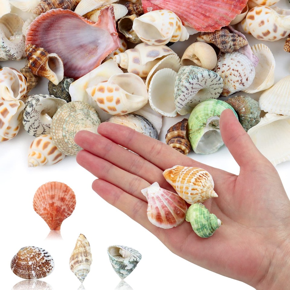 200 Pcs Sea Shells Bulk Mixed Ocean Beach Seashells for Kids, Various ...