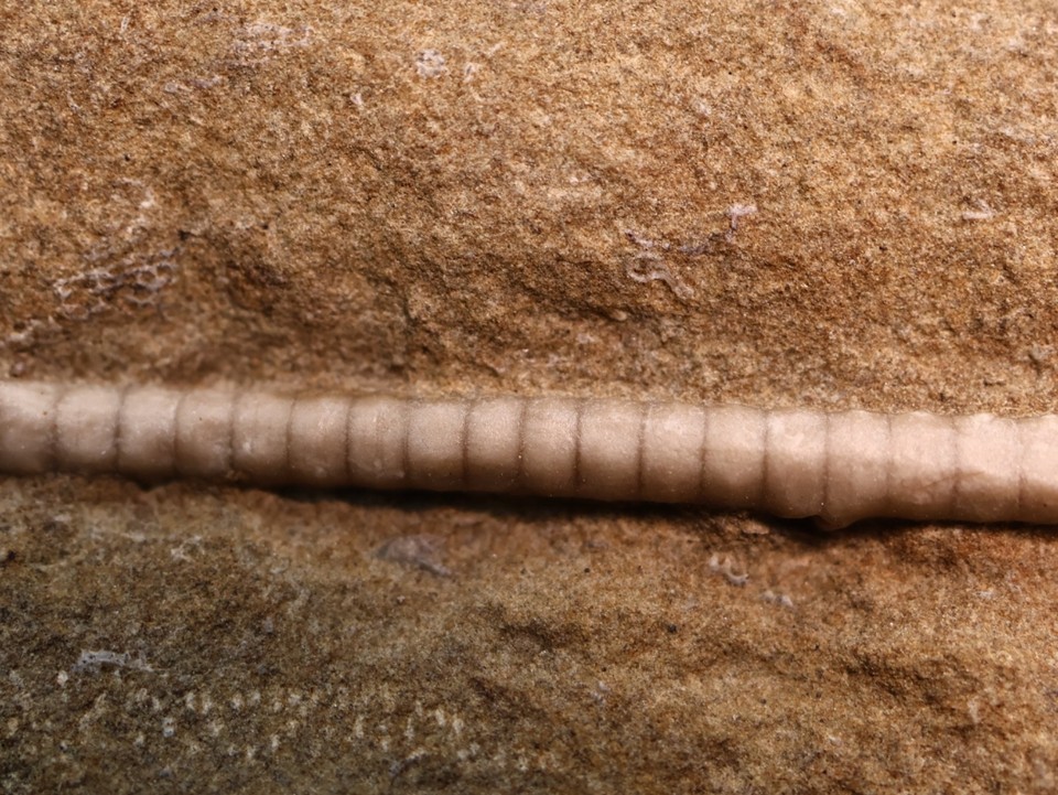 Cute Pair Fossil Crinoids, Crawfordsville, IN | eBay