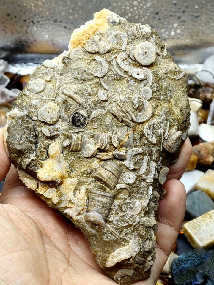 Natural Devonian prehistoric Jurassic biota crinoids Fossils | eBay