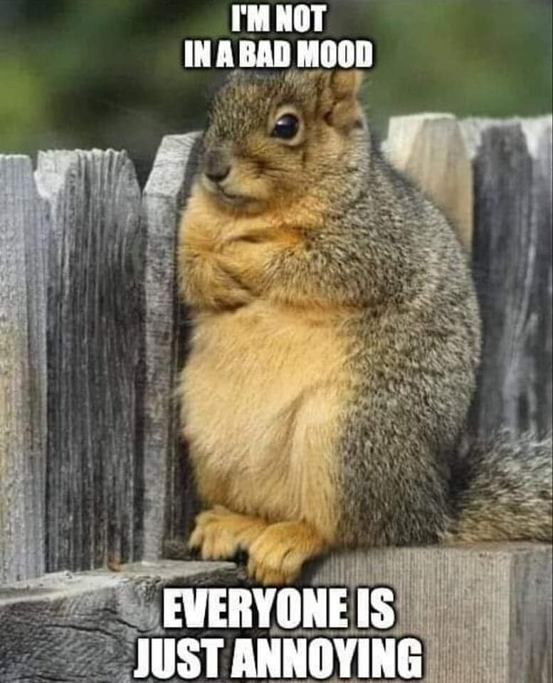 Smart Car Squirrel Memes Free AI Video Generator Turn Text & Image
