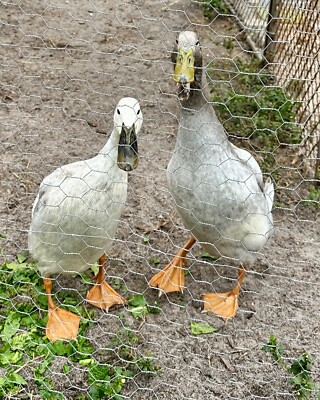 White/silver Indian Runner ducks hatching eggs and ducklings | eBay