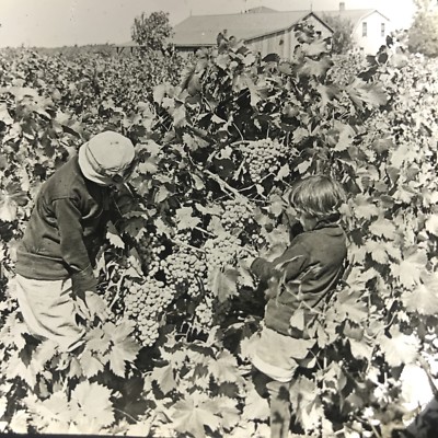 Vtg Keystone Magic Lantern Slide Photo Tokay Grapes Acampo Vineyard ...
