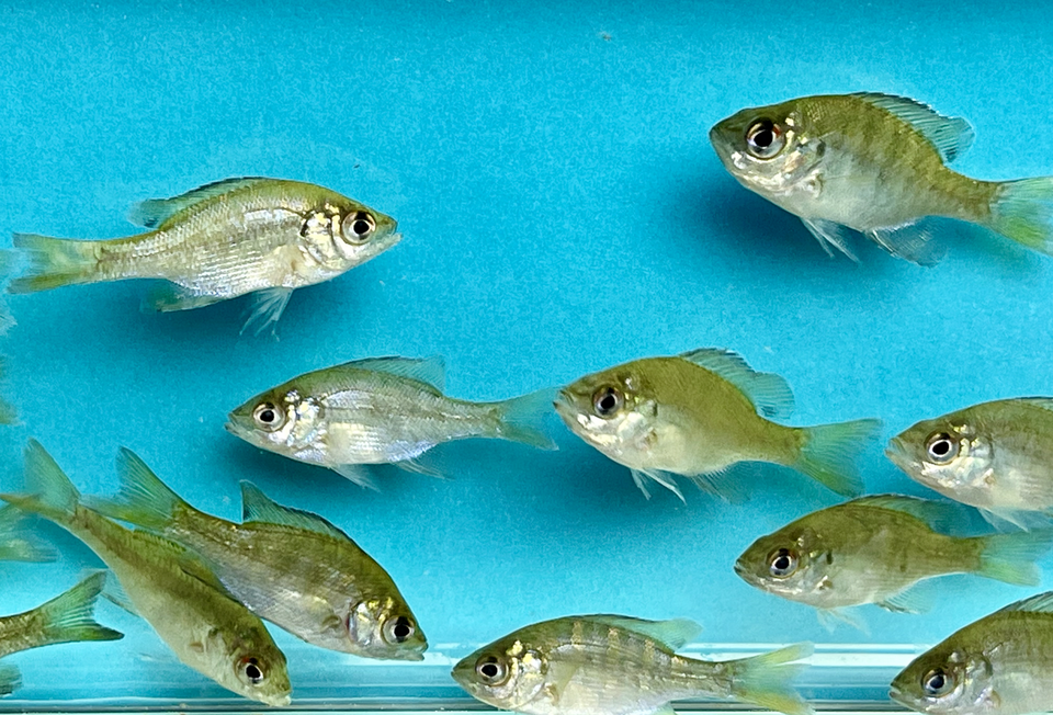 Bluegill - Small up to 2" | eBay