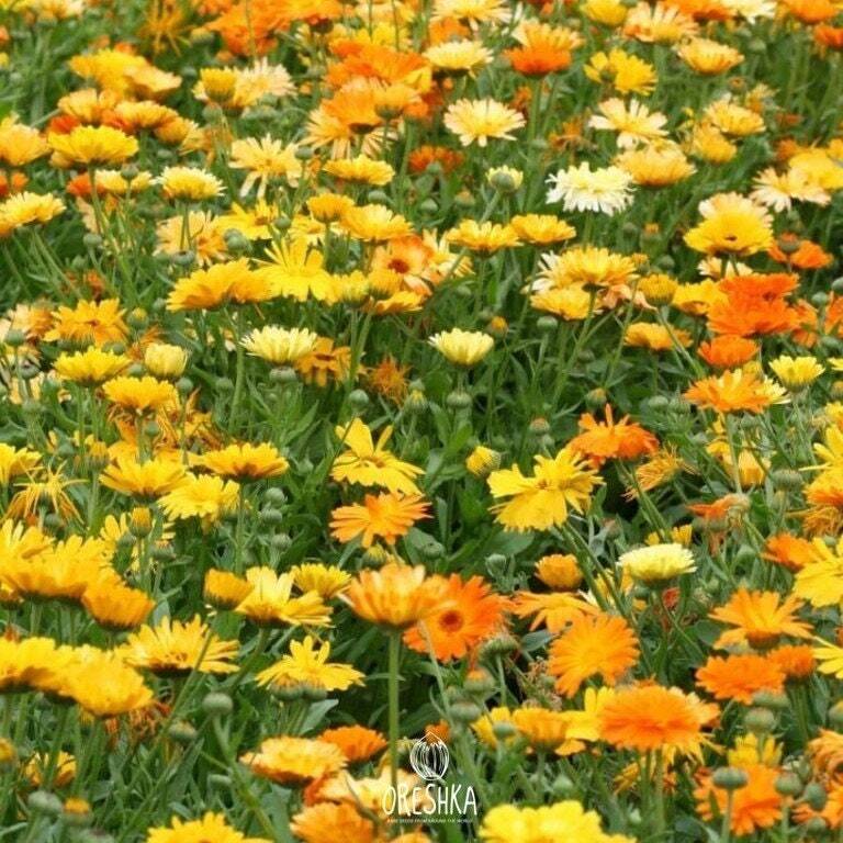 Calendula var. Pacific 20+ Seeds (Calendula officinalis) / Organic ...