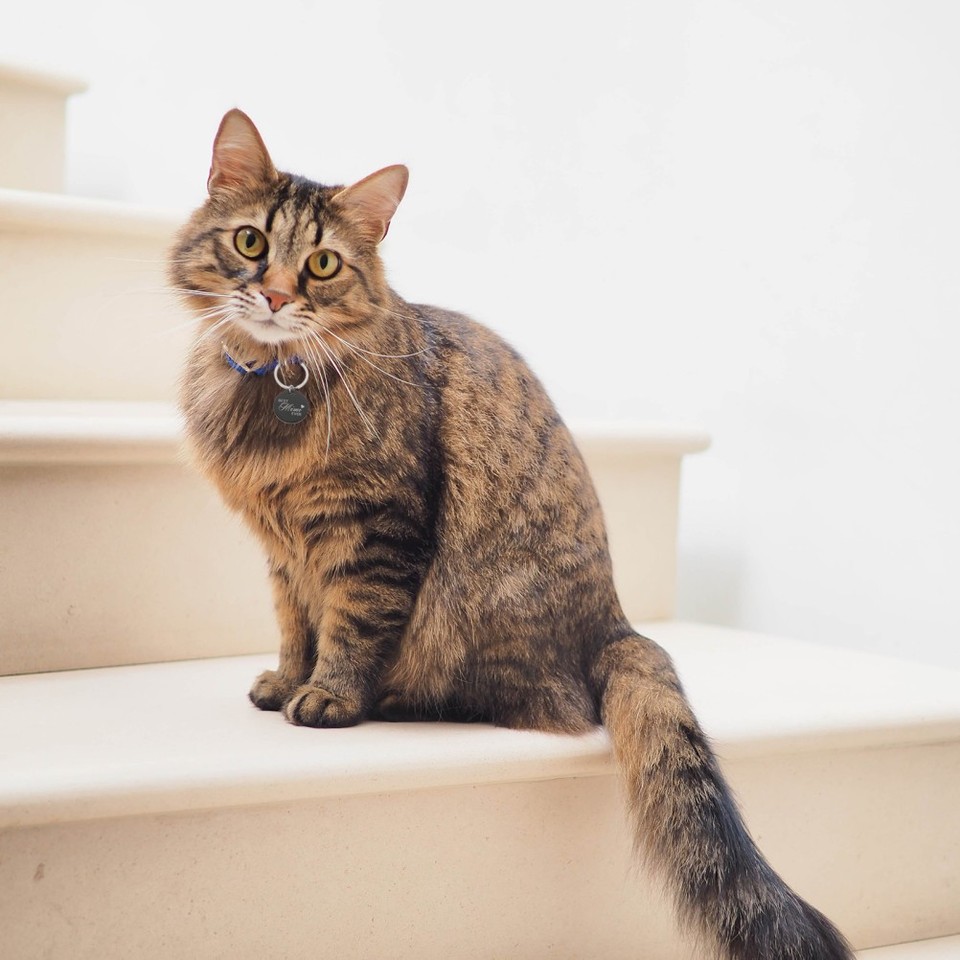 8 Pcs Round-shaped Pet Name Tags Stainless Steel Pet Collars Cat Tags ...