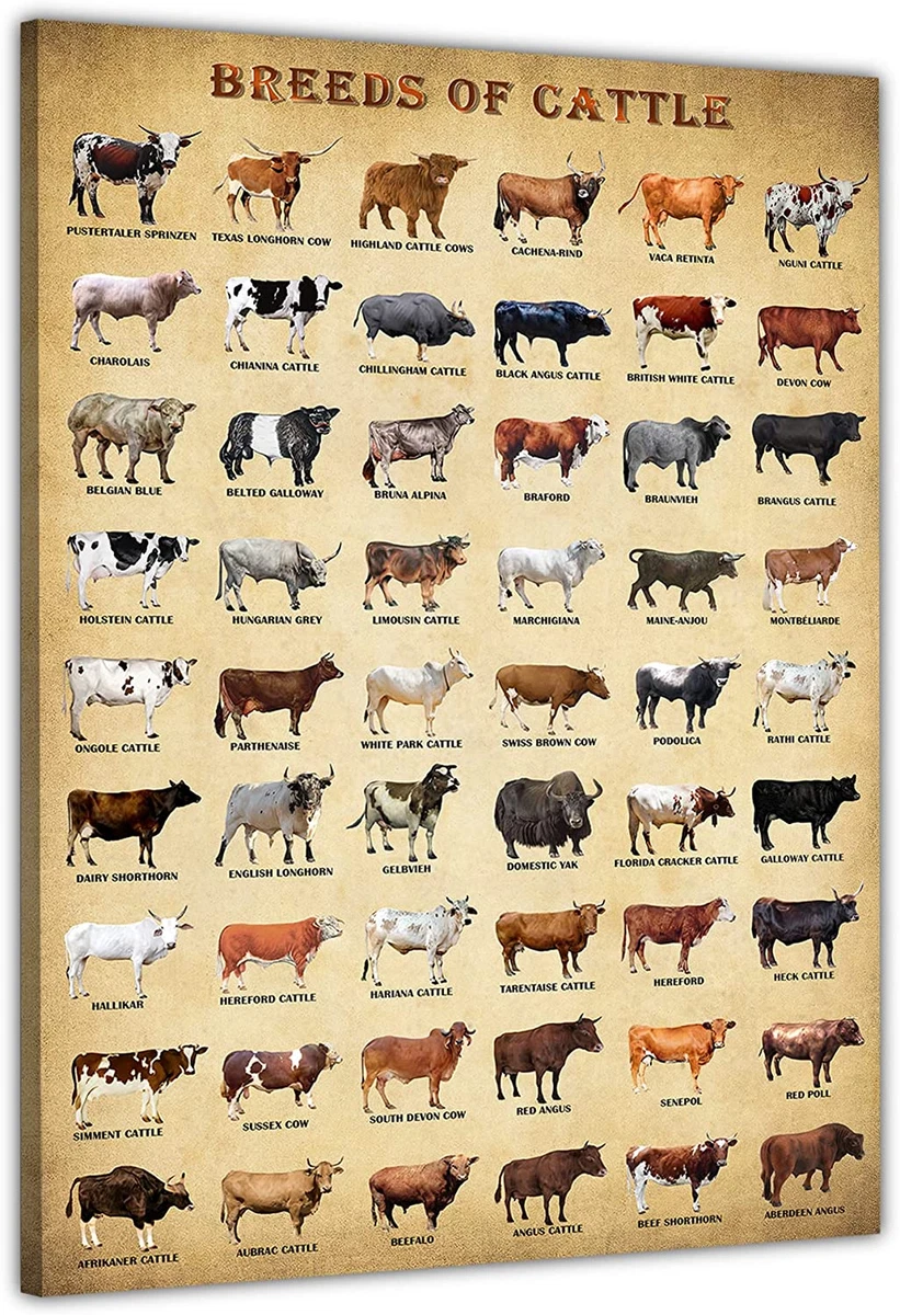 Dairy Cow Breeds
