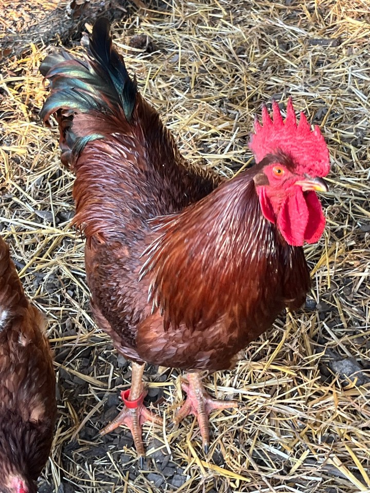 Rhode Island Red Hatching Eggs (10+) | eBay