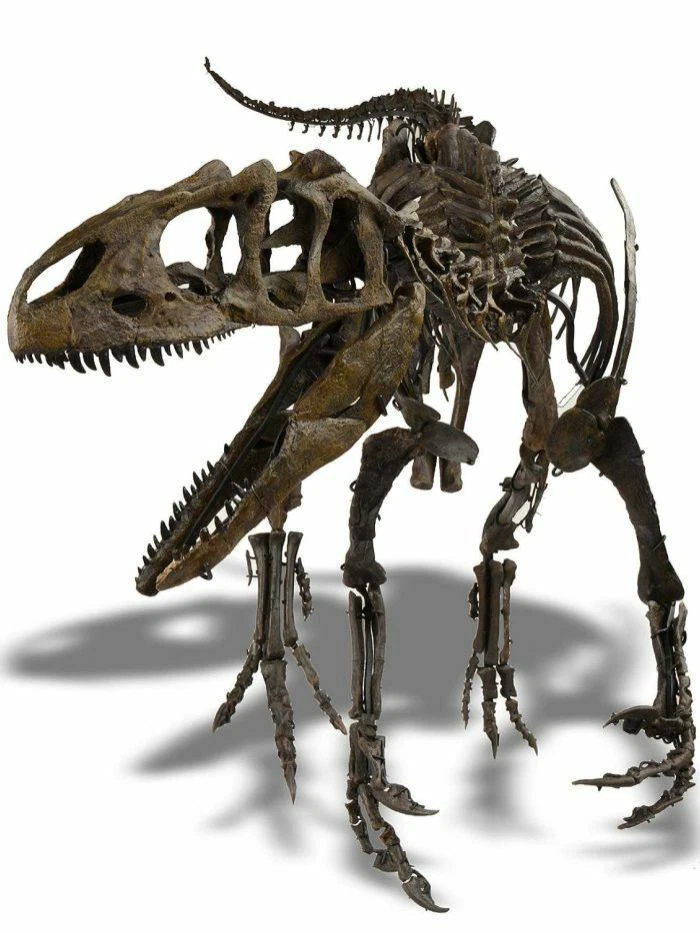 Allosaurus Fossil