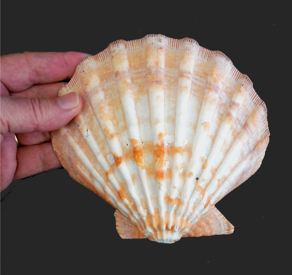 Large Lions Paw Scallop 5 1/2" Seashell Coastal Shell Arts Crafts Decor ...