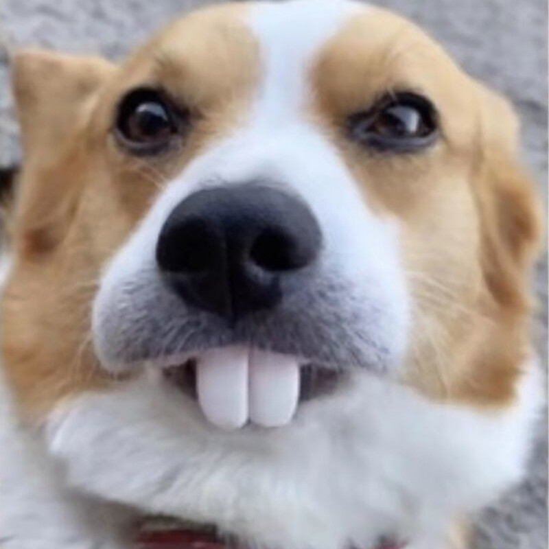 Bunny Teeth Memes 45 Hilarious Easter Memes That Will Make Any Bunny