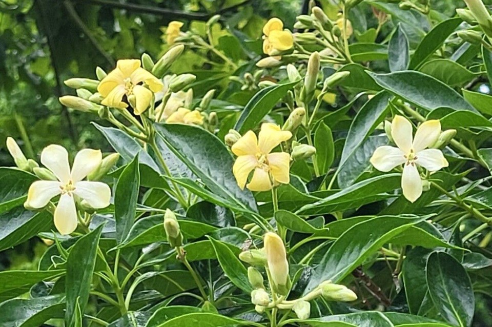 Pua Keni Keni, Perfume Flower Tree, Fagraea Berteroana - 30 Seeds 2025 ...