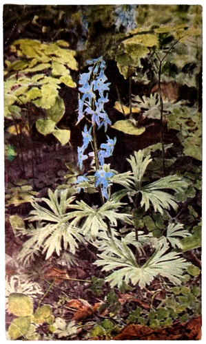 Postcard - Dwarf Larkspur - Wild Flower Preservation Society ...