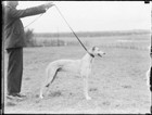 Greyhound Master Scarlet, NSW, ca. 1920 Australia Old Historic Photo ...