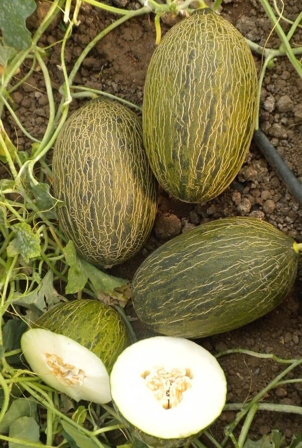Melon seeds, 80 Melon Alicante seeds, Rare melon, heirloom organic-894 ...
