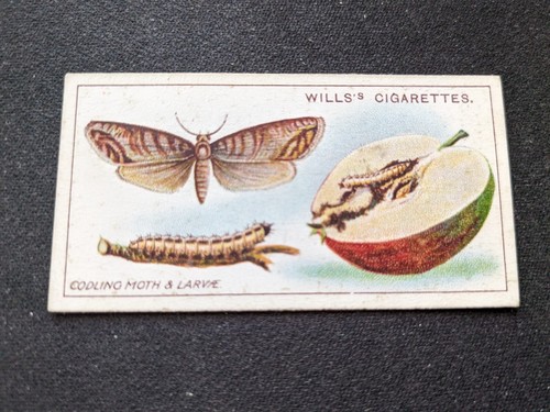 1914 Will's Garden Life Card # 22 Codling Moth and Larvae (VG/EX) | eBay
