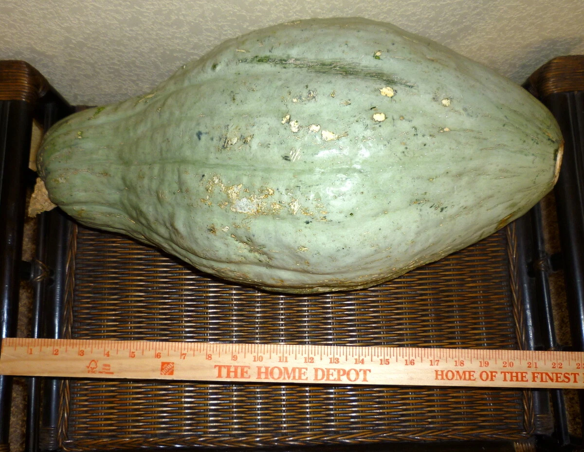 Giant Hubbard Squash