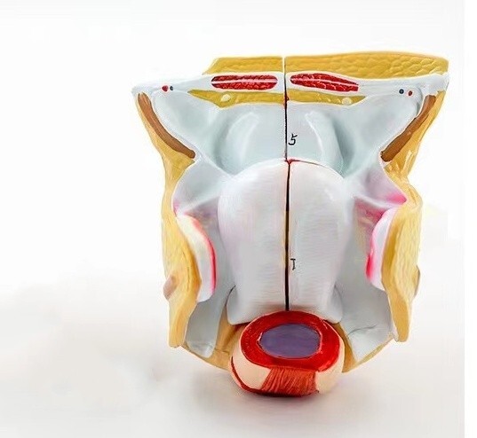 Female Human Genital System Model Anatomical Medical Anatomy Education ...