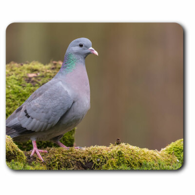 Computer Mouse Mat - Stock Dove Pigeon Bird Racing Birds Office Gift ...