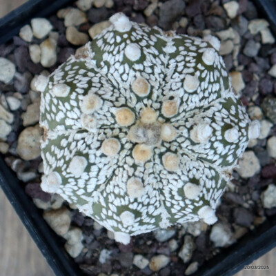 A4769 ASTROPHYTUM SUPERKABUTO pot9-H6-W6 cm MaMa Cactus | eBay
