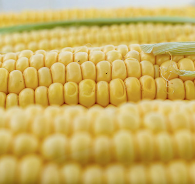 SWEET CORN JOLLY ROGER 30 seeds Heavy bearing summer crop fast growing ...