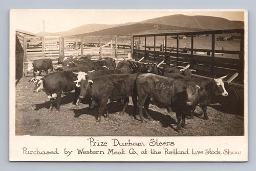 "Prize Durham Steers" Western Meat Co Advertising RPPC Portland Oregon ...