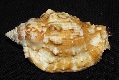 57 mm DARK Strombus Pipus Conch with Operculum Seashell Phuket Thailand ...