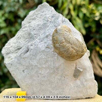 Genuine Fossil Gryphaea Shell (Devil's Toenail) - Jurassic: Hock Cliff ...