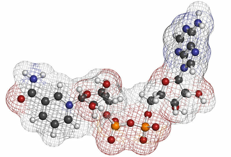 NADH - CONSTANT ENERGY - 60 TABLETS. (PROF. GEORGE BIRKMAYER) | eBay