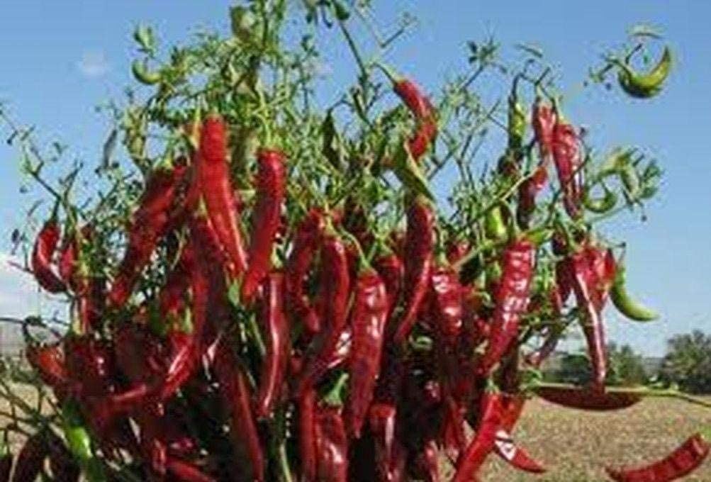 Guajillo Chile Pepper Seeds (25 Seed Packet) (More Heirloom, Organic ...