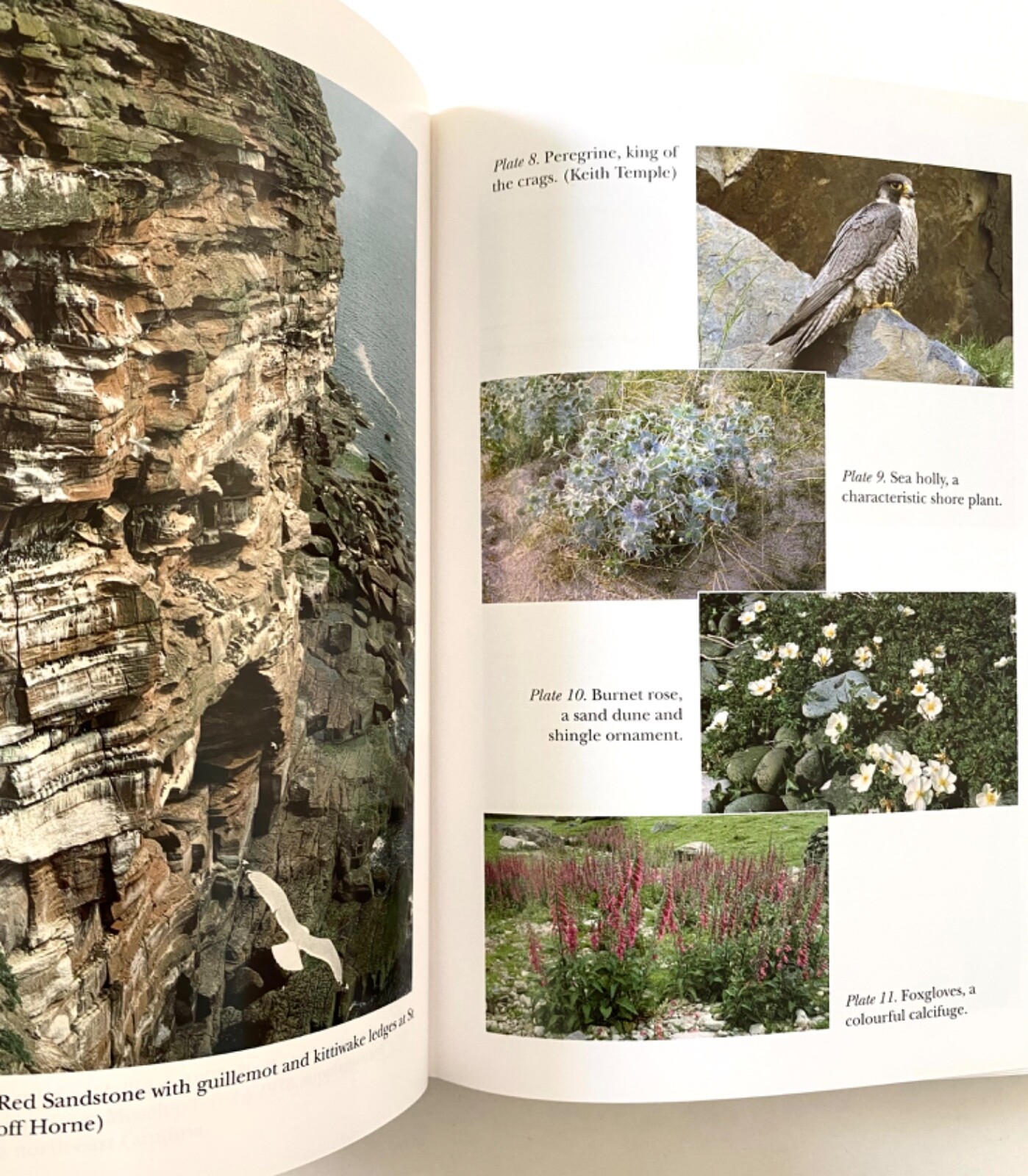 Lakeland by Derek Ratcliffe (Hardcover, 2002) for sale online | eBay