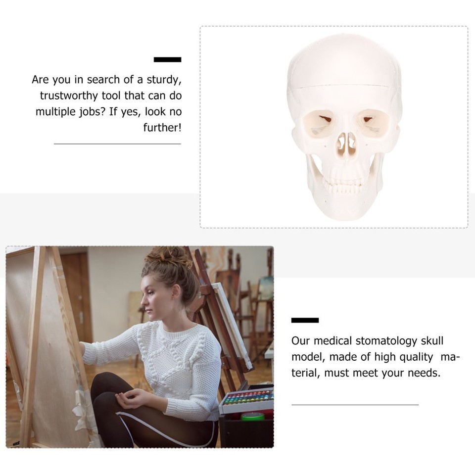 1Pc Skull Anatomical Model Mini Plastic Skull Model Detachable Desktop ...