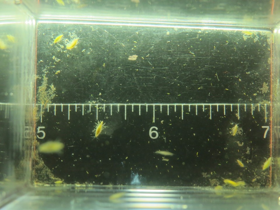 Live Scuds (Gammarus Shrimp) - Live Fish Food / Clean up Crew | eBay