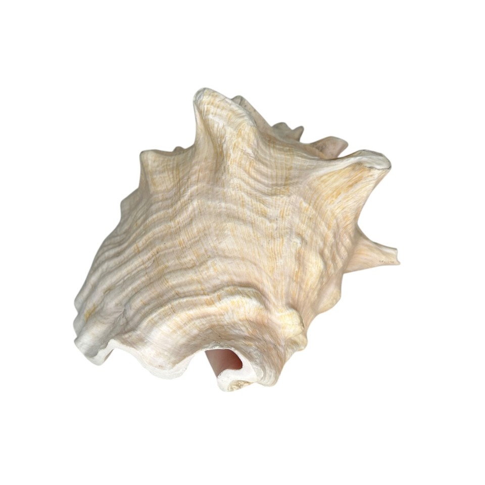 Large 8.5” Queens Helmet Jumbo Sea Shell Conch Seashell Shaved edge | eBay