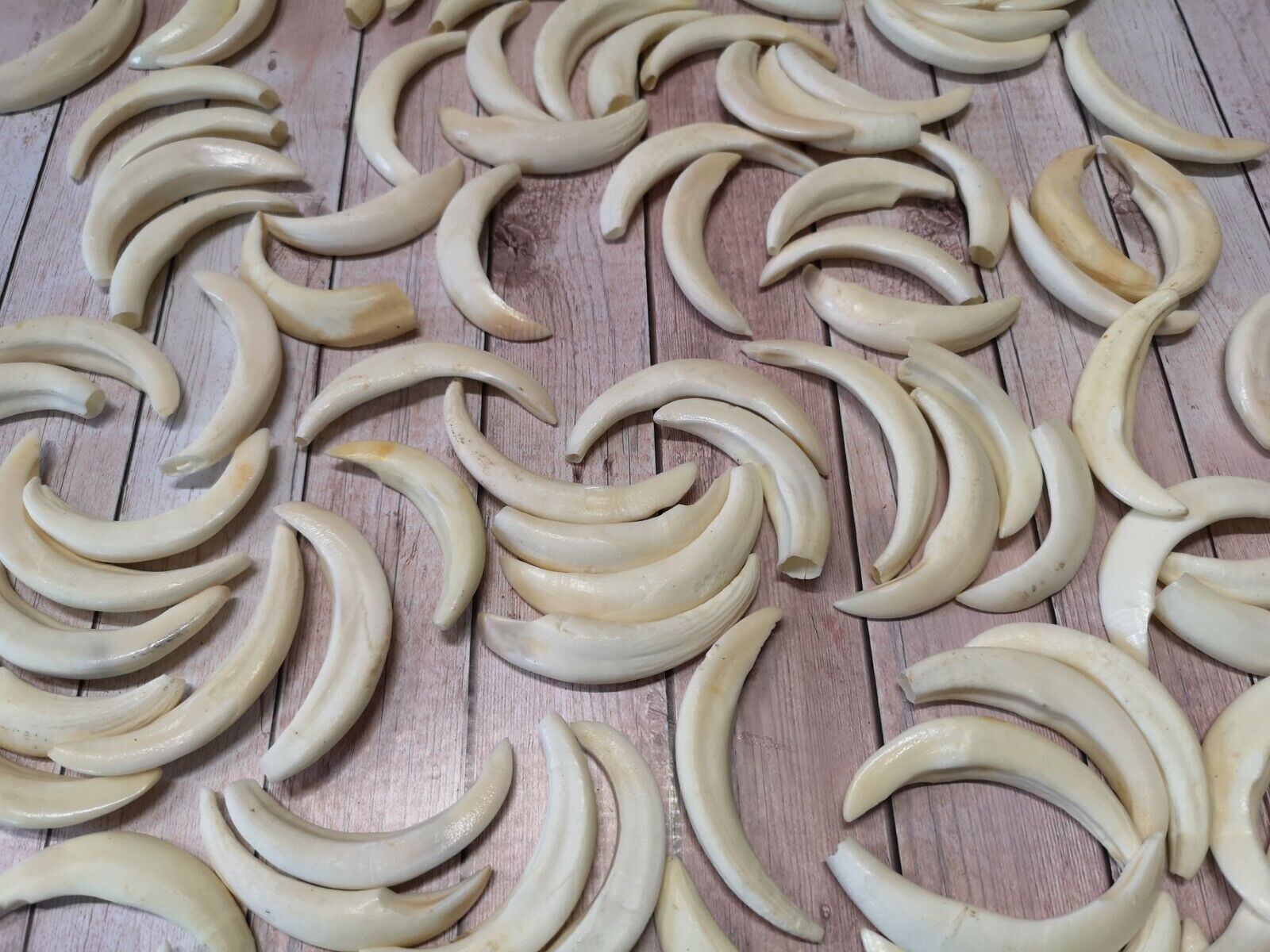 Real wild boar teeth sow hook approx. 5 -7 cm! NEW and professional | eBay