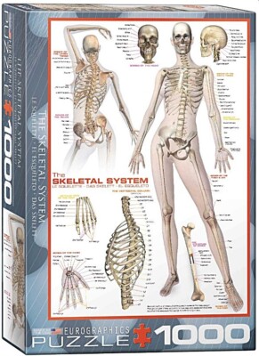 Eurographics The Skeletal System 1000 piece jigsaw puzzle 680mm x 490mm ...