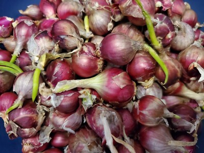 Egyptian Walking Onions Bulblets 10 Jumbo Size Lot Organic Heirloom ...