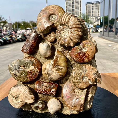 15LB Natural Fossil Snail Agate Fancy Cabochon Gemstones Mineral ...