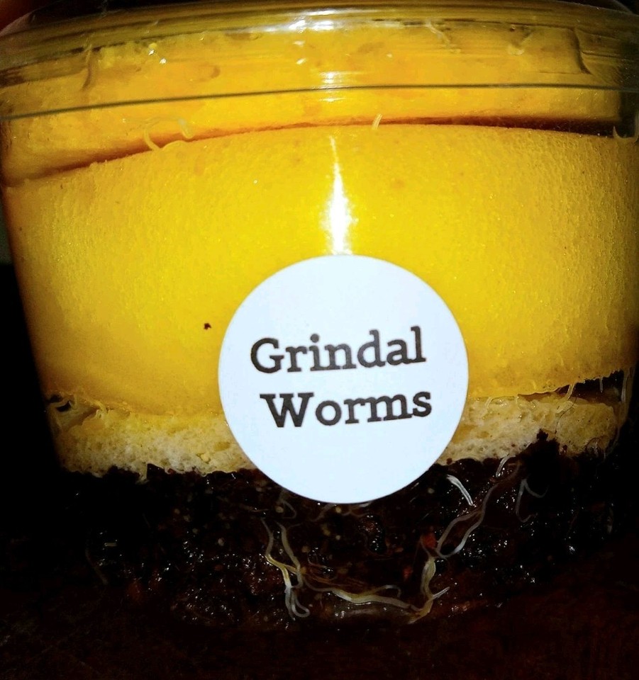 4-layer CLEAN Grindal worm Culture + Food. Fast Producing, Easy Harvest ...