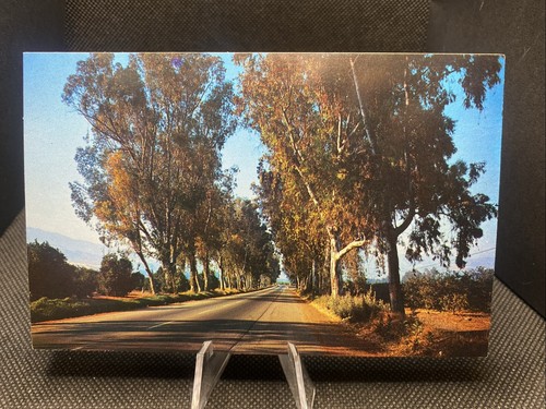POSTCARD: Eucalyptus Trees Along California Highways N18 | eBay