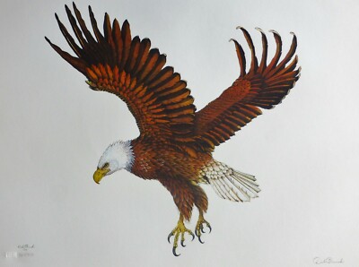 DALE HAUCK BALD EAGLE 1972 HAND SIGNED BIRD LITHOGRAPH Listed US ...