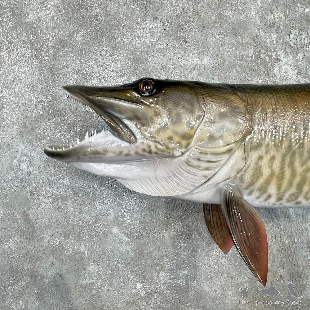 #27673 WC | 51.25" Muskie Reproduction Taxidermy Fish Mount For Sale | eBay