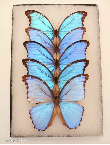 MORPHO GODARTI A1/A- LOT OF 5 BUTTERFLIES MOUNTED RIKER FRAMED FROM ...